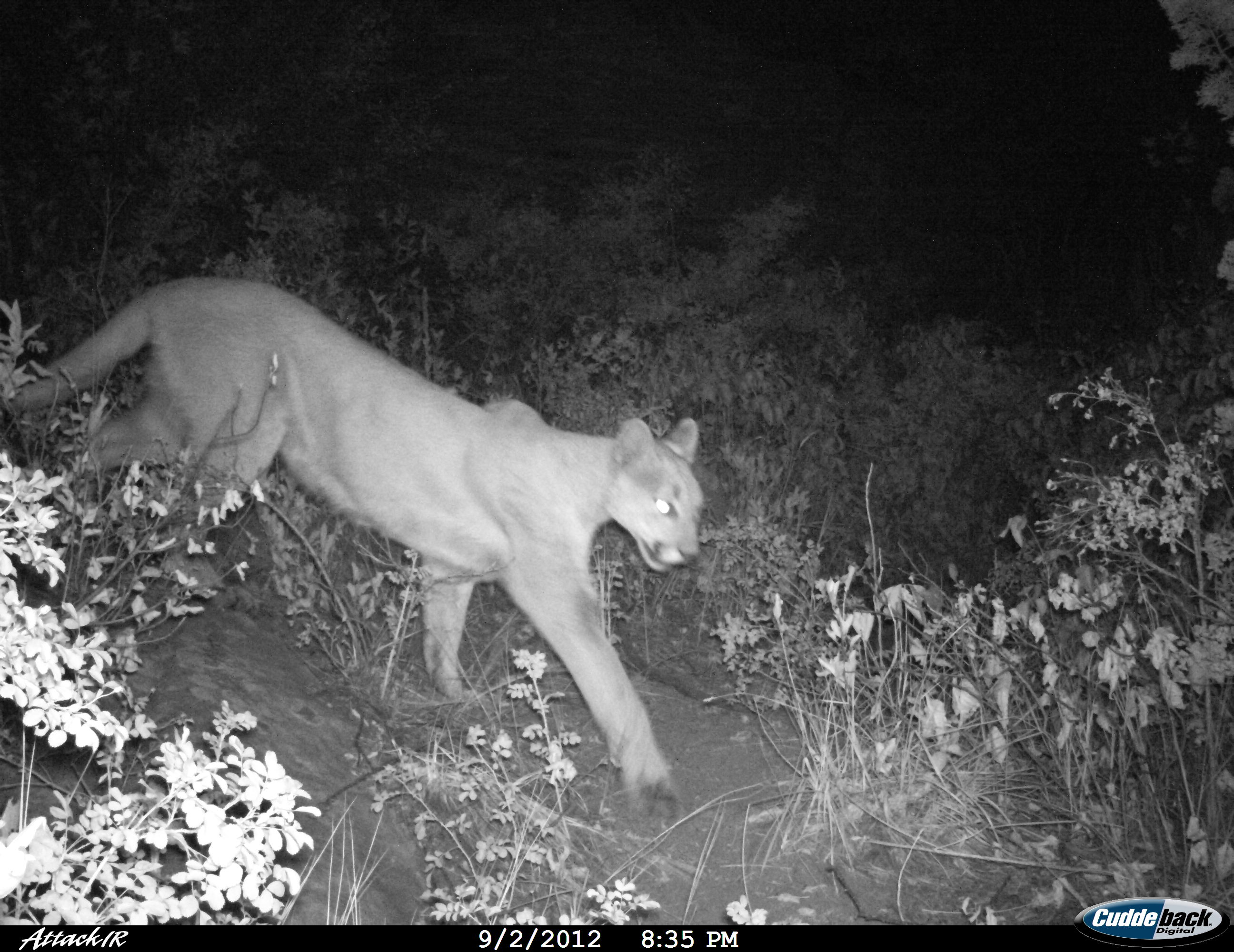 PCMS Wildlife Photos - Fort Carson - iSportsman