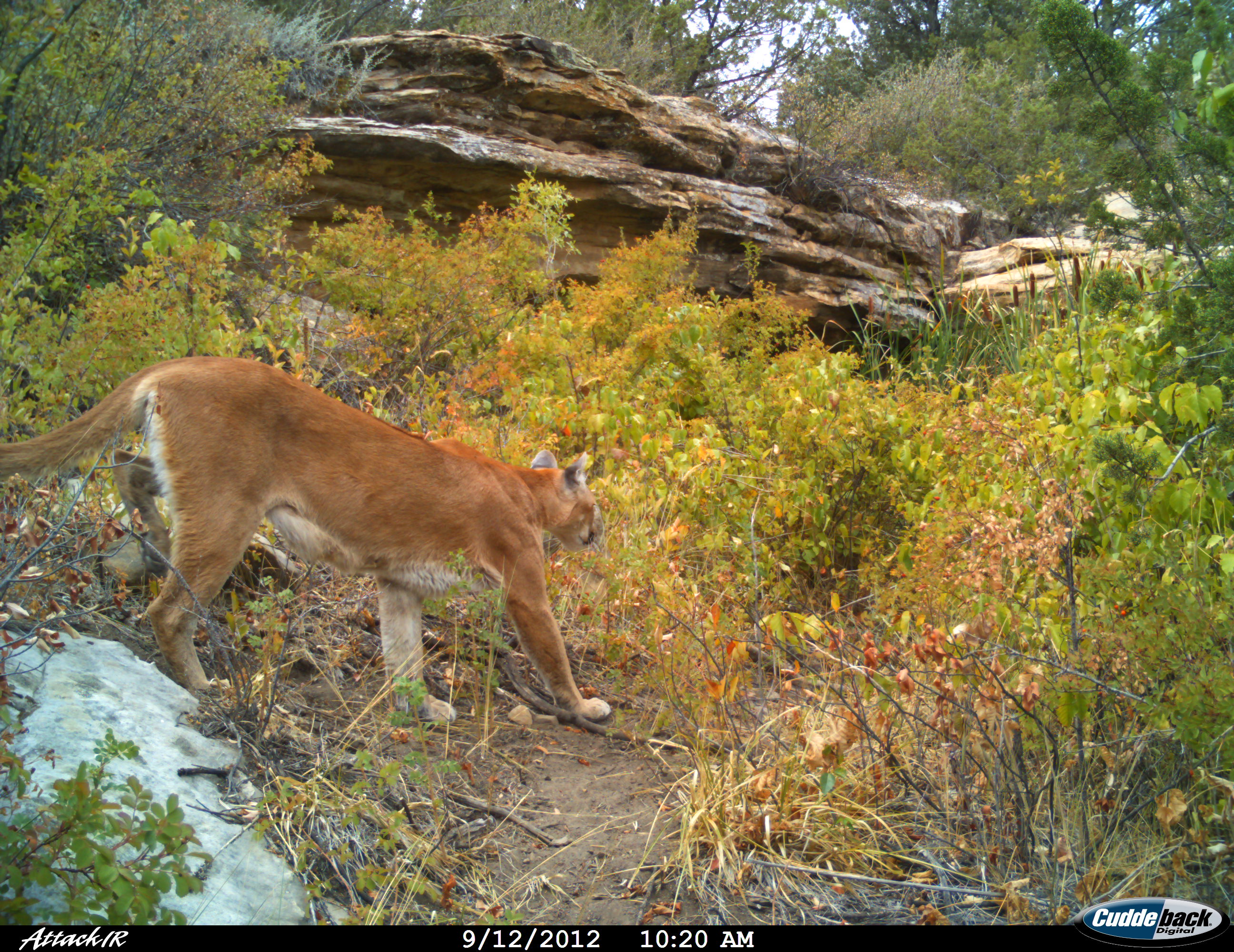 PCMS Wildlife Photos - Fort Carson - iSportsman
